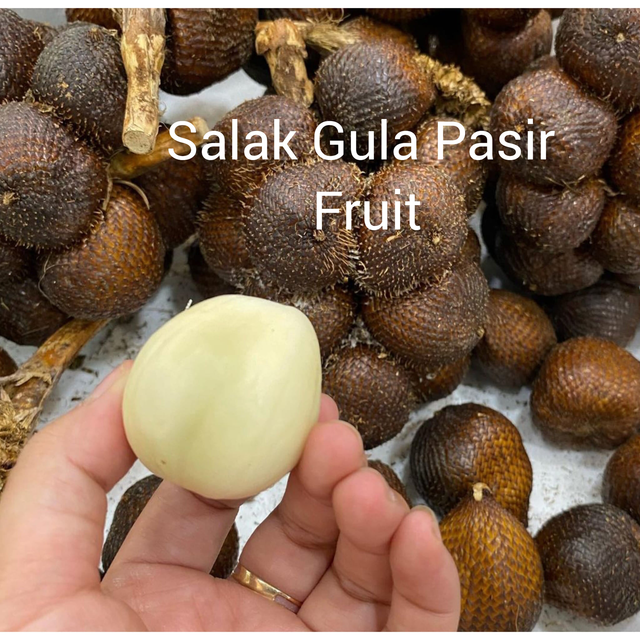 Salak Gula Pasir (Salacca zalacca,) Live Plant – veliyathgardens