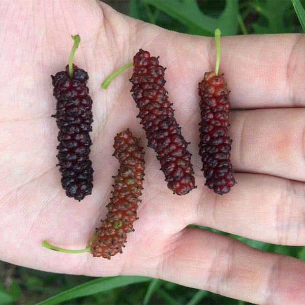 Chicken Claw Mulberry Live Plant (Morus trilobata) – veliyathgardens
