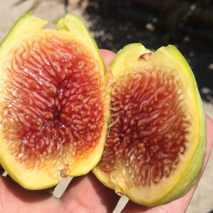Corky’s Honey Delight Fig Live Plant – veliyathgardens