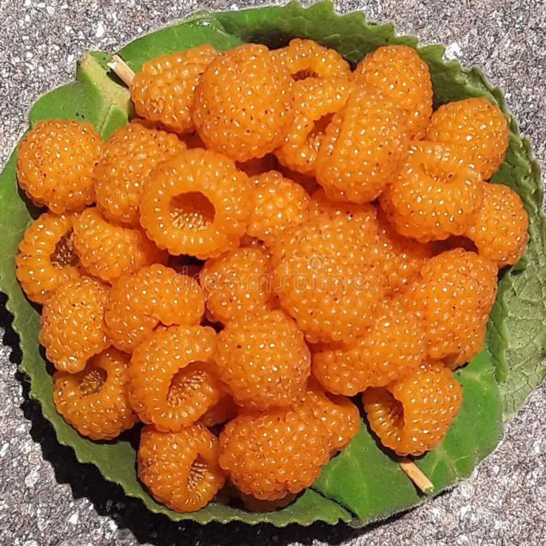 Yellow Himalayan Raspberry Live Plant (Rubus ellipticus) – veliyathgardens