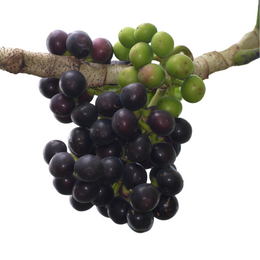 Amazon Tree Grape Fruit Plants (Pourouma Cecropiifolia) – veliyathgardens