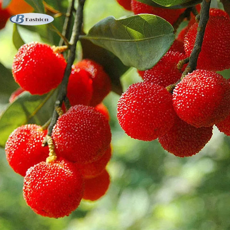 Bayberry Fruit Plant (Myrica Esculenta) – veliyathgardens