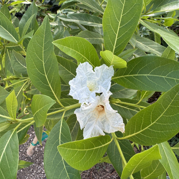Brazilian Milk Fruit Live Plant (Cordia taguahyensis) – veliyathgardens