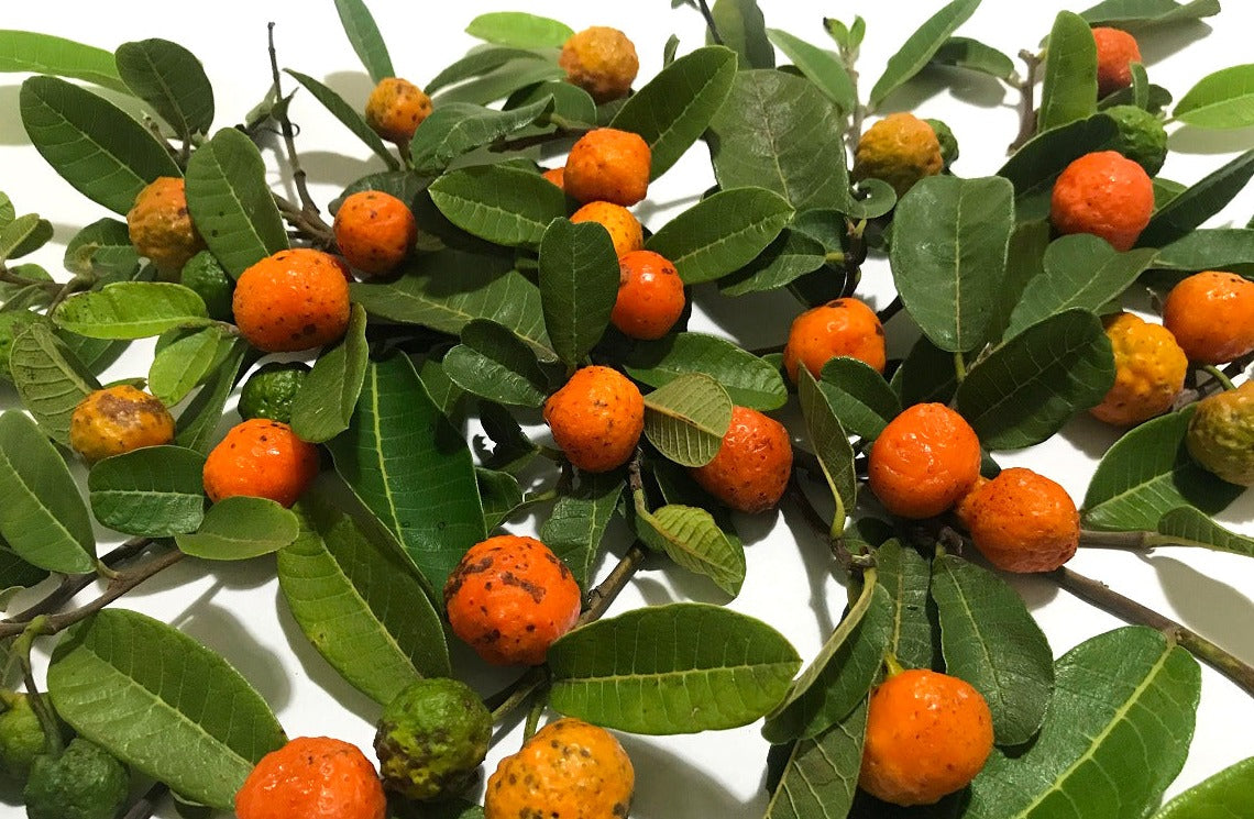 Mama Cadela Fruit Live Plant (Brosimum gaudichaudii) – veliyathgardens