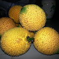 Madrono Fruit Plants (Garcinia Madruno) – veliyathgardens