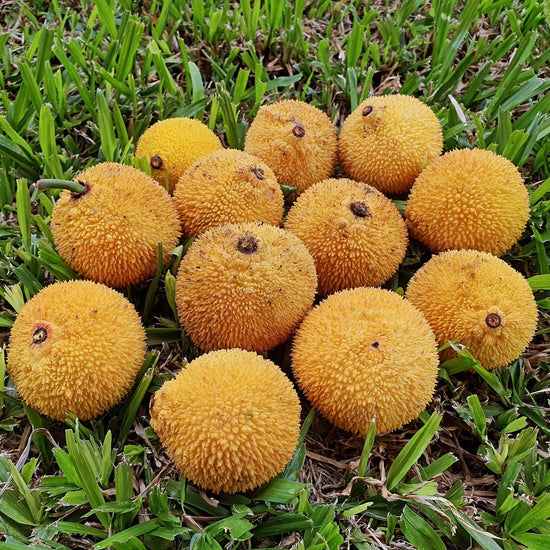 Madrono Fruit Plants (Garcinia Madruno) – veliyathgardens