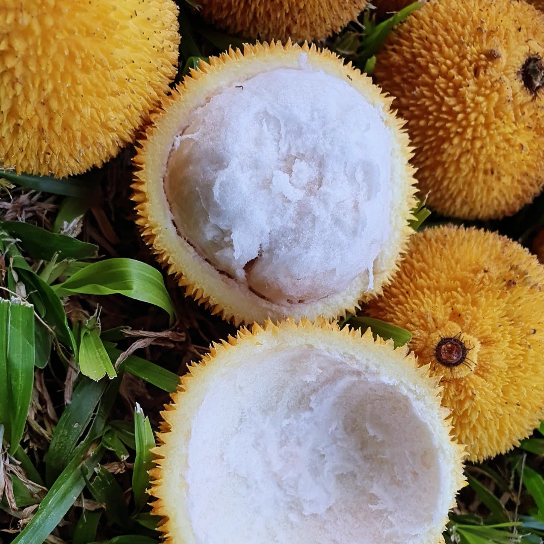 Madrono Fruit Plants (Garcinia Madruno) – veliyathgardens