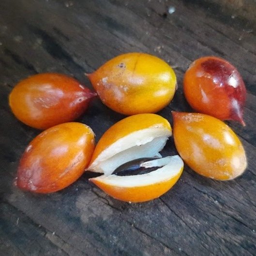 Manilkara dardanoi Live Plant – veliyathgardens