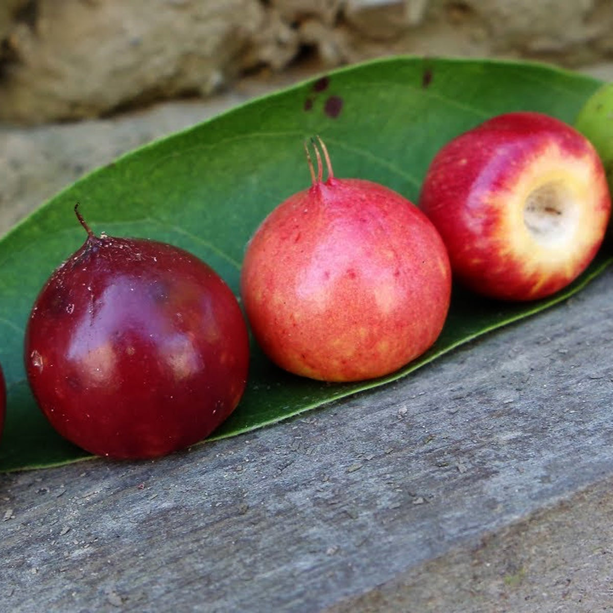 Red Nance Fruit Plants (Byrsonima Crassifolia) – veliyathgardens