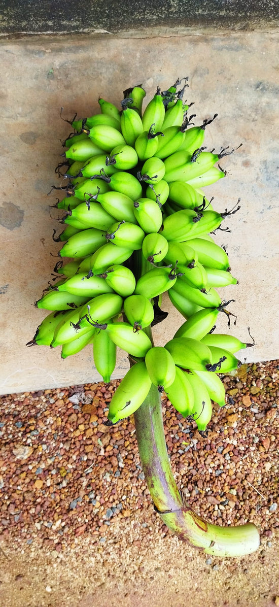Pisang Berlin Banana (Musa acuminata) – veliyathgardens
