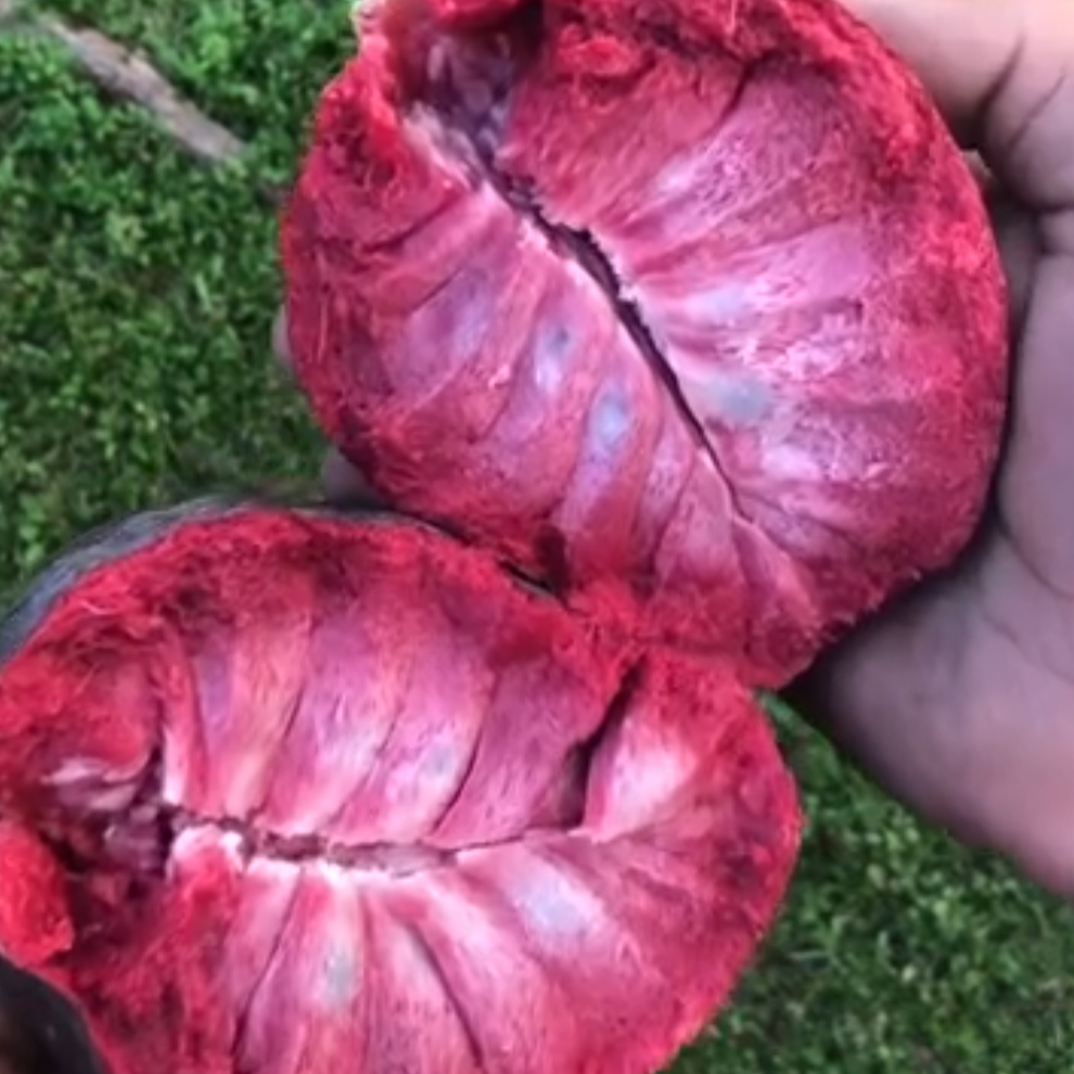 Red Ilama Fruit Plant ( Annona Diversifolia ) – veliyathgardens