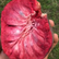 Red Ilama Fruit Plant ( Annona Diversifolia ) – veliyathgardens
