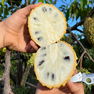 Rollinia Fruit Plants (Rollinia Deliciosa) – veliyathgardens