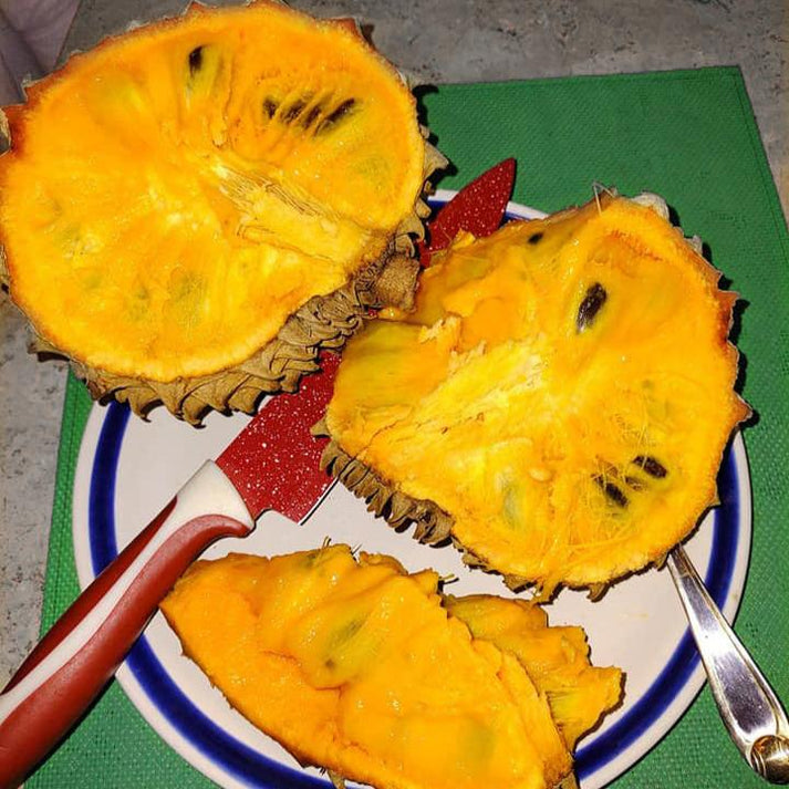 Soncoya Fruit Plant ( Annona Purpurea ) – veliyathgardens