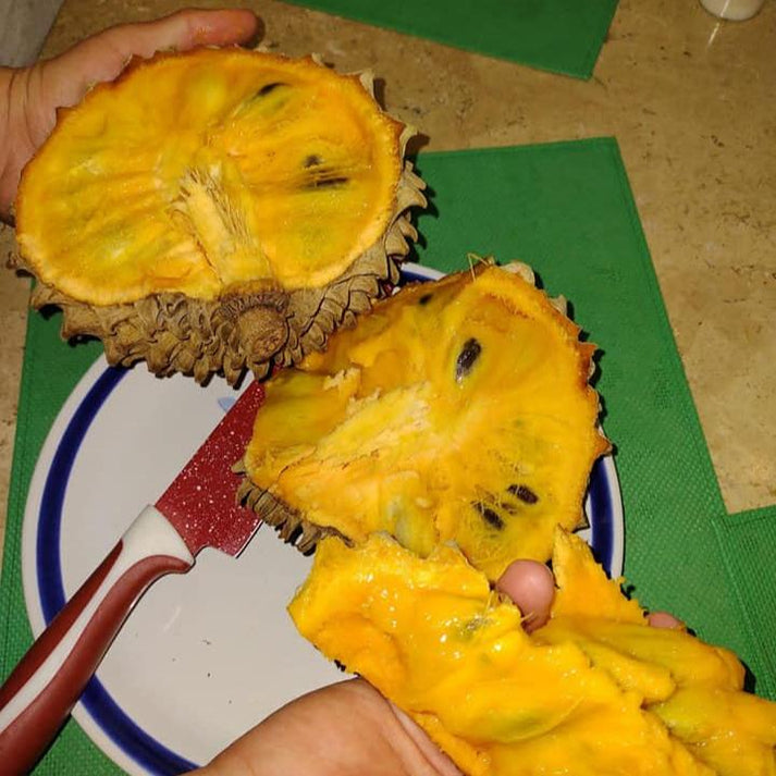 Soncoya Fruit Plant ( Annona Purpurea ) – veliyathgardens