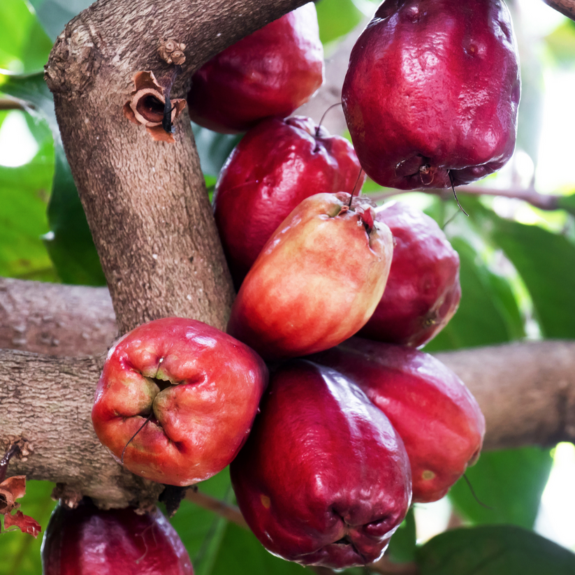 Malay Apple Live Plant (Syzygium malaccense ) – veliyathgardens