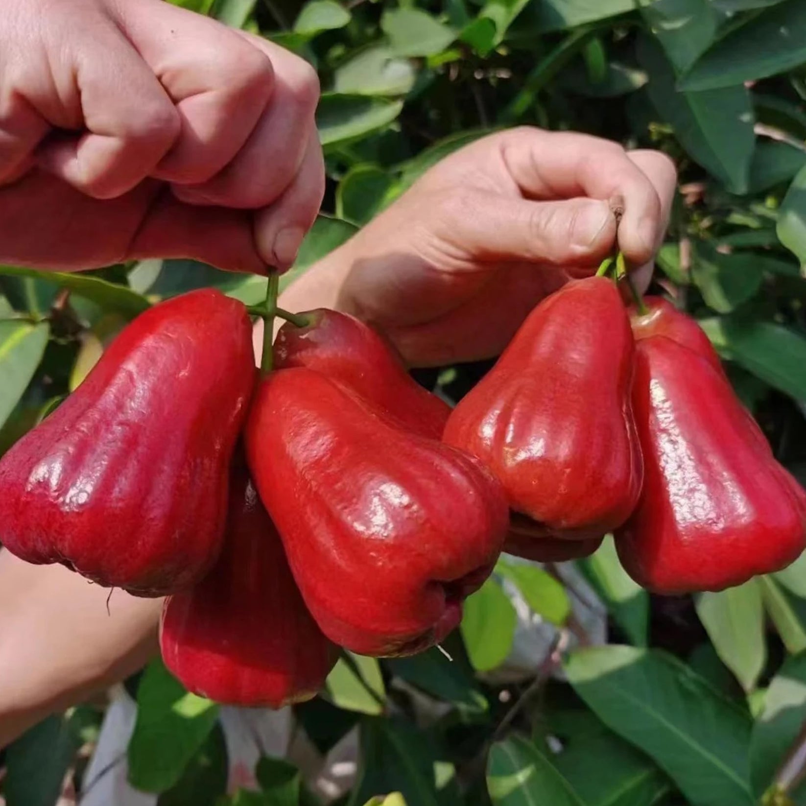 Thai Red Chamba Live Plants (Syzygium samarangense) – veliyathgardens