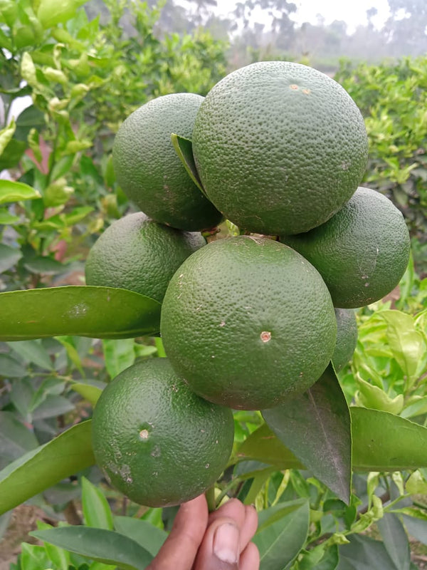 Sweet Bari Malta Fruit Plant (Citrus sinensis L) – veliyathgardens