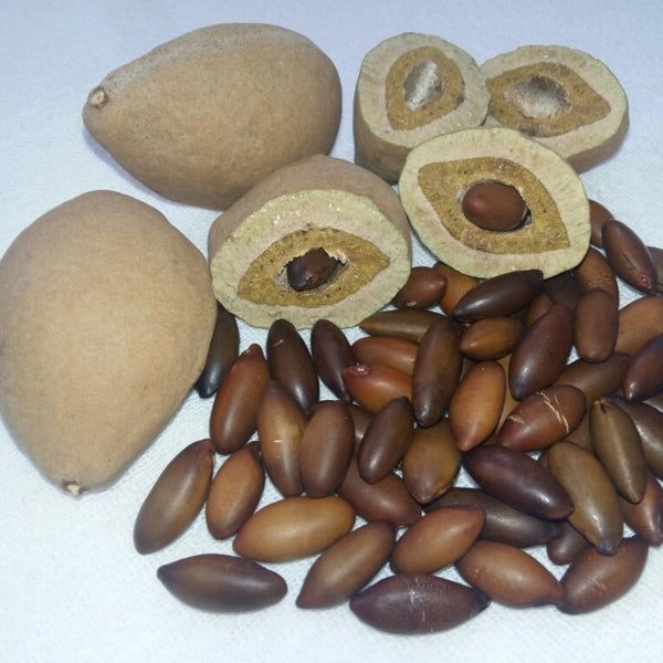 Baru nut Live Plant (Dipteryx alata) – veliyathgardens