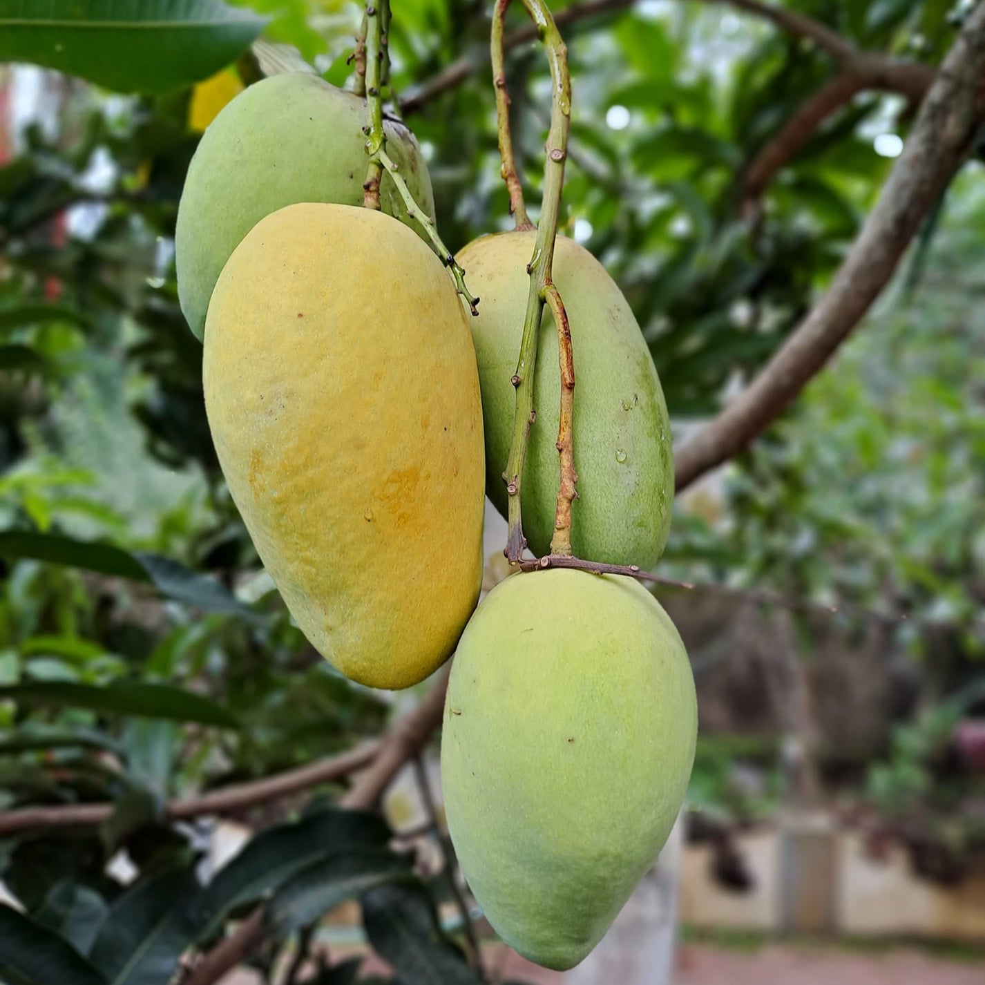 Catimon Mango (Katimon Mango) Live Plant – veliyathgardens