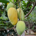 Catimon Mango (Katimon Mango) Live Plant – veliyathgardens