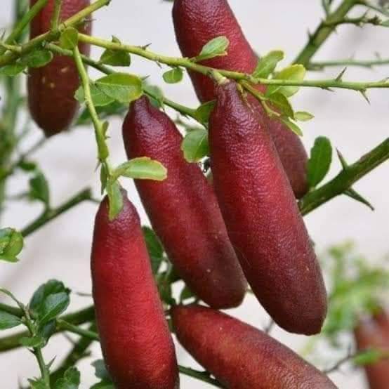 Finger Lime (Citrus australasica) Fruit Plant – veliyathgardens