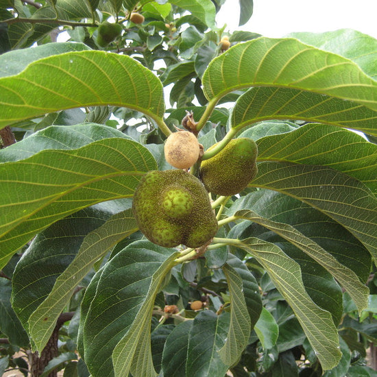 Lacucha Fruit Plant (Artocarpus lacucha) – veliyathgardens