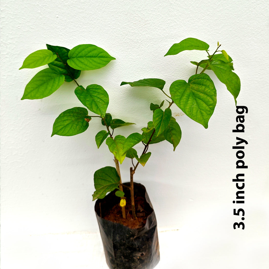 Manimulla Live Plant (Porana paniculata) – veliyathgardens