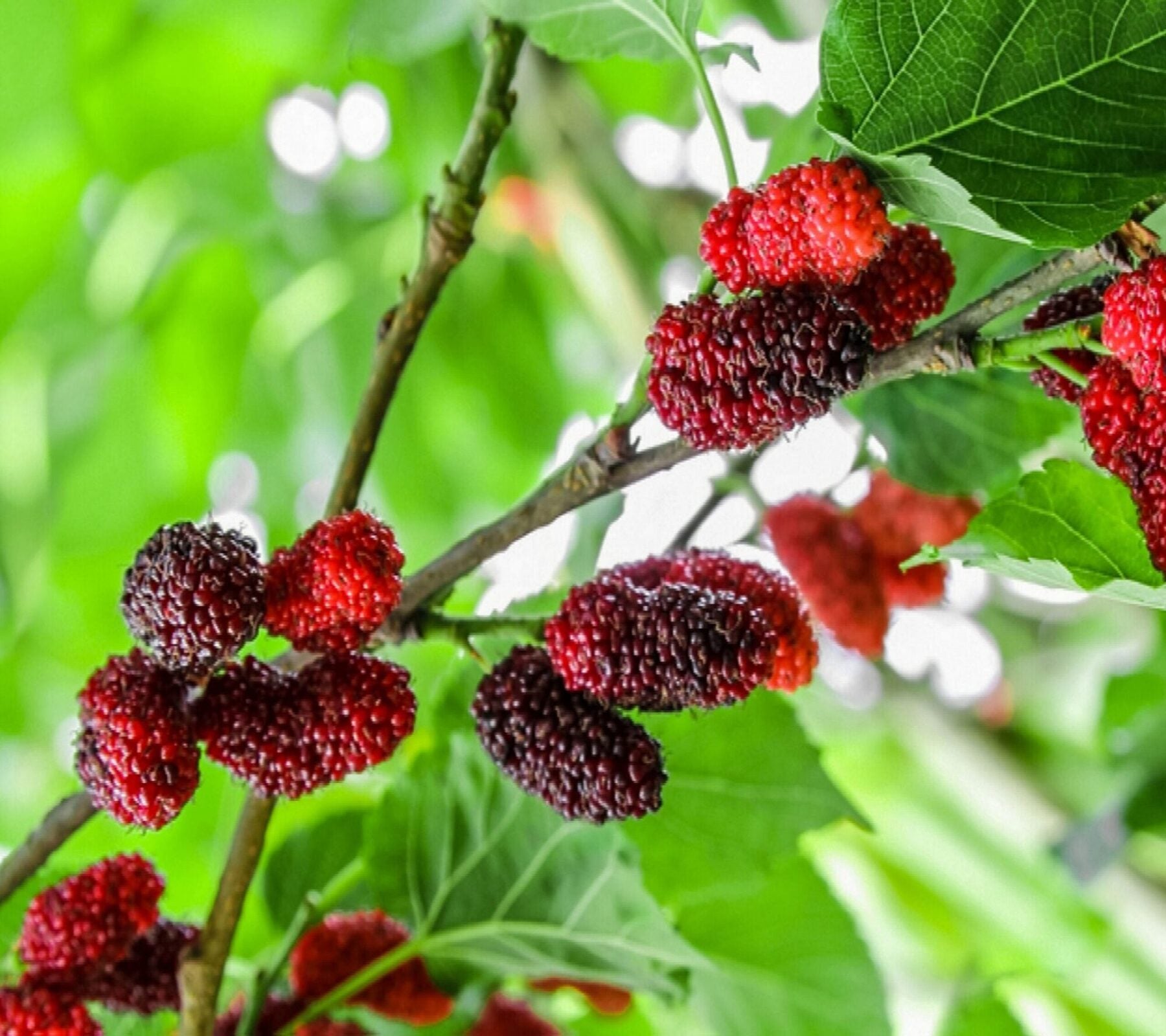 Mulberry (Morus spp) – veliyathgardens