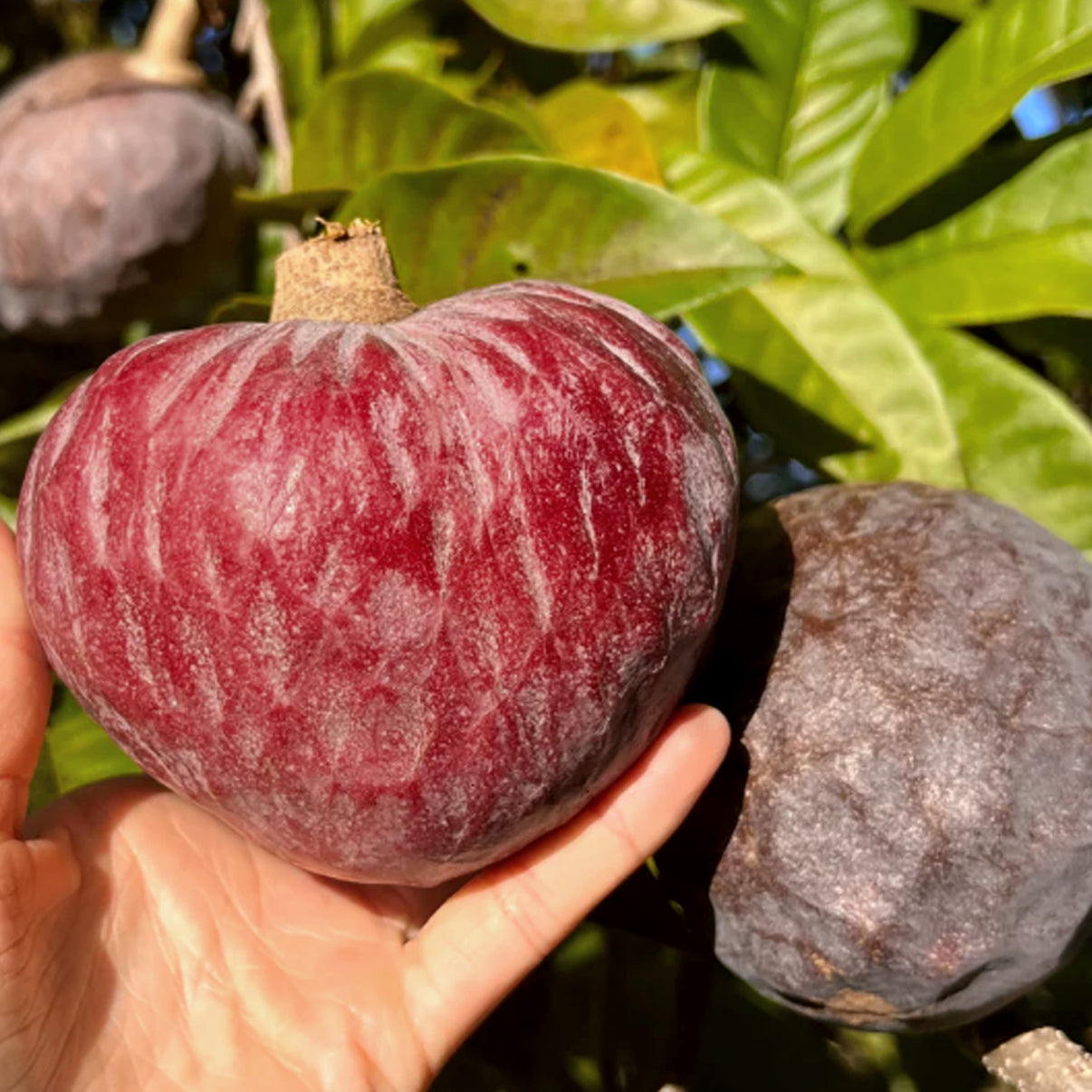 Tropical Red Cherimoya Fruit Plant (Annona reticulata) – veliyathgardens
