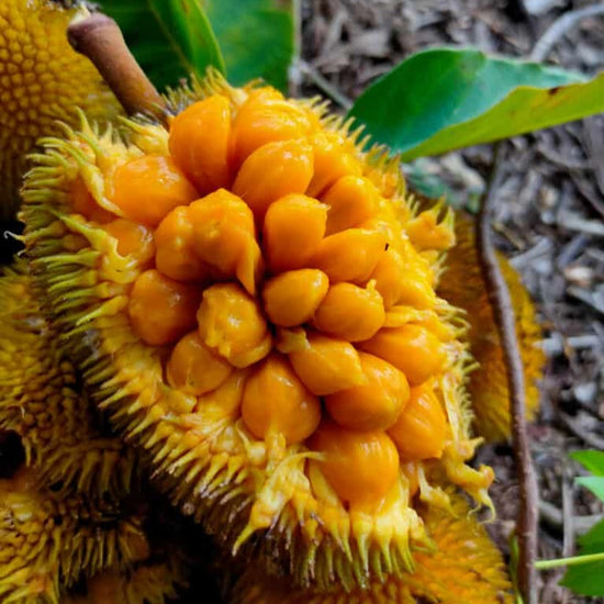 Anjili Jack Fruit Live Plant( Artocarpus hirsutus) – veliyathgardens