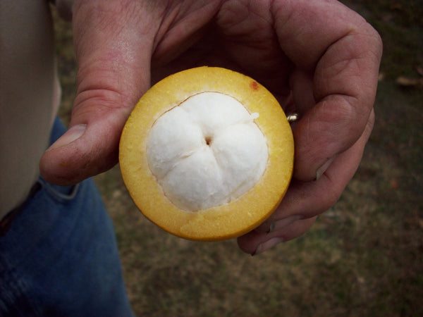 Bacuripari Live Plant (Garcinia macrophylla) – veliyathgardens