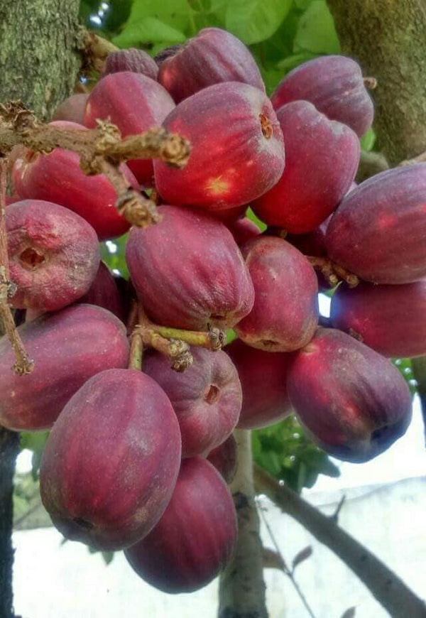 Jambu Bira Fruit Plant (Syzygium Sp) – veliyathgardens