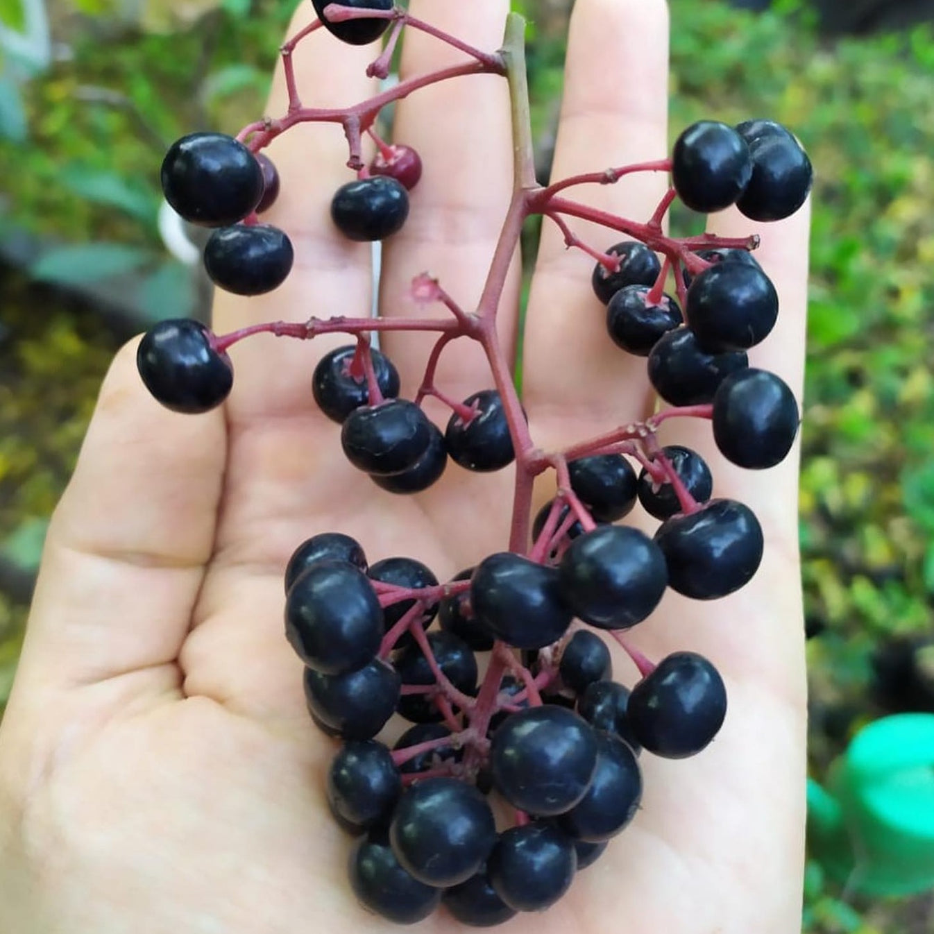 Gondo Fruit Plant (Ardisia compressa) – veliyathgardens