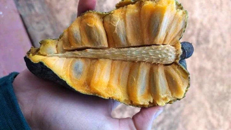 Araticum Fruit Plant (Annona vepretorum) – veliyathgardens
