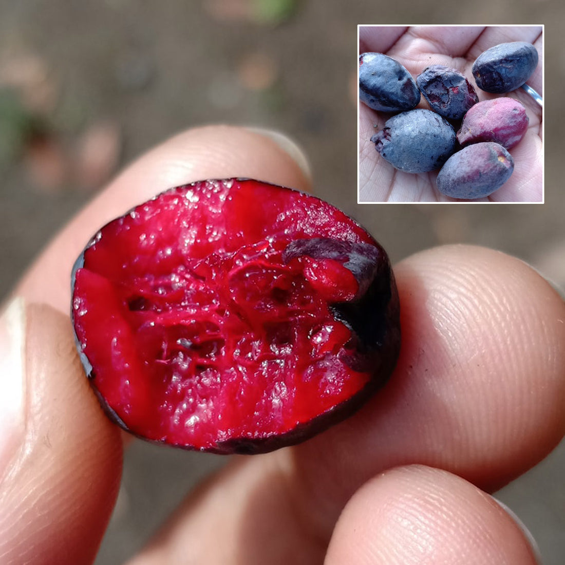 Damson Plum Fruit Plant (Terminalia microcarpa) – veliyathgardens