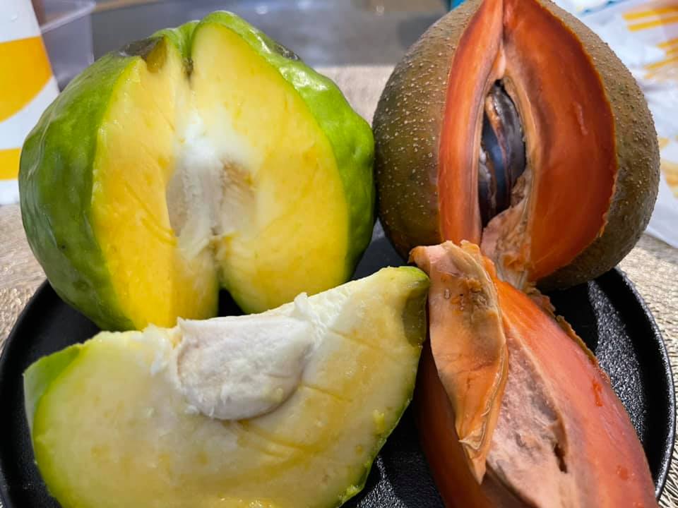 Red Faisan Live Plant (Pouteria Viridis) – veliyathgardens