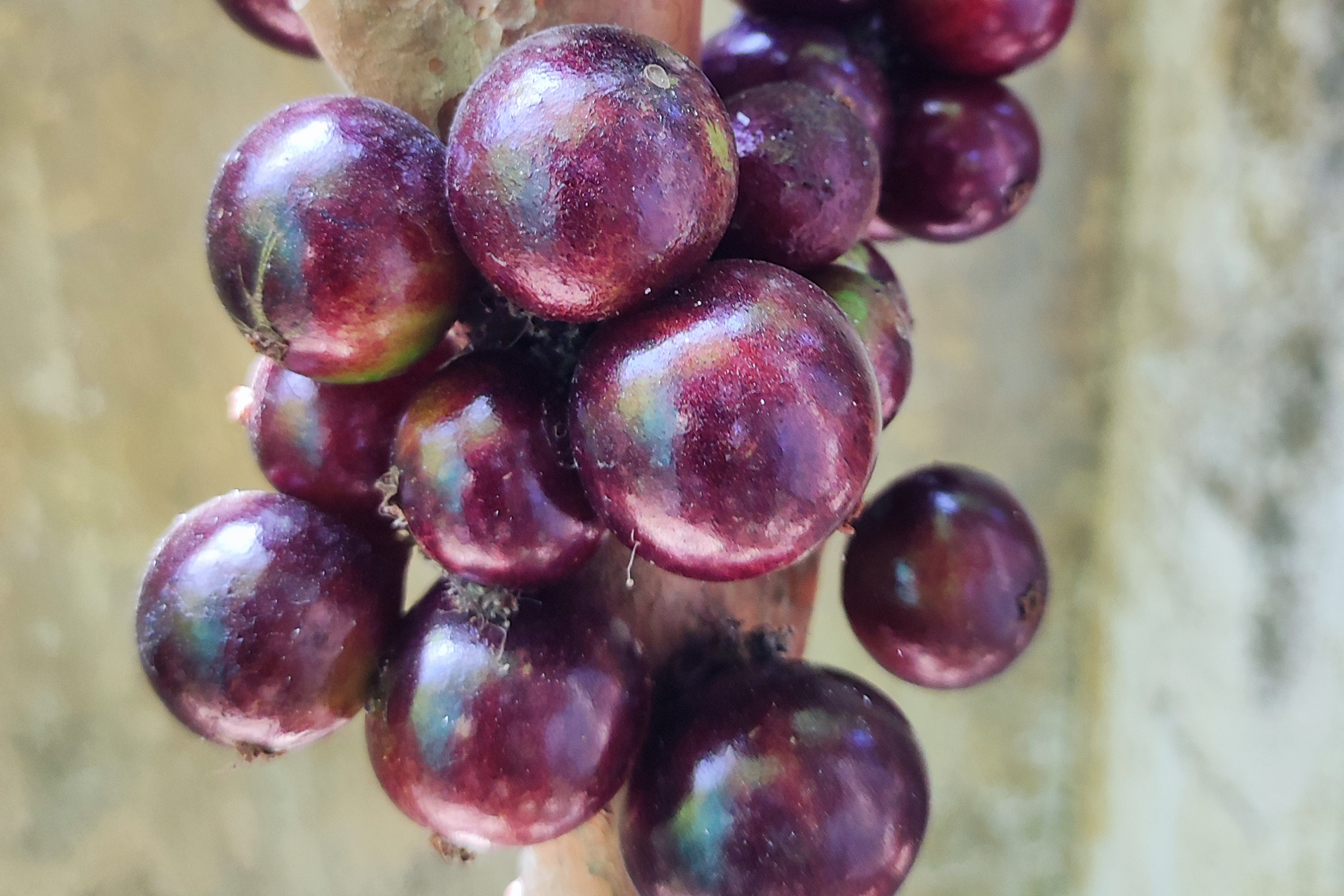 Jaboticaba Red Hybrid Fruit Plant (Plinia Cauliflora X Plinia Aureana ...
