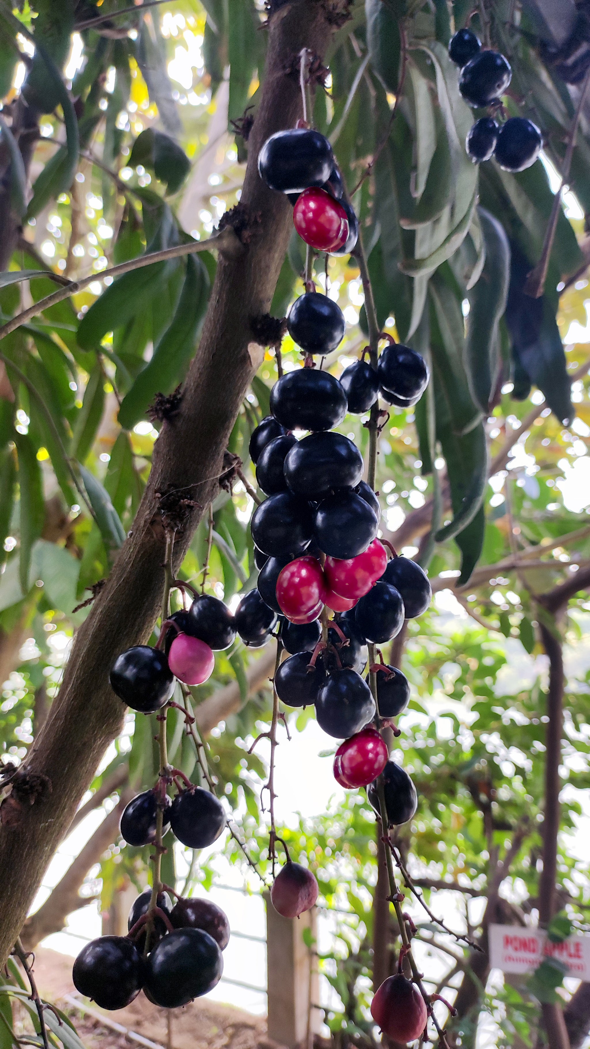 Chamaliang Fruit Plants (Lepisanthes Fruticosa) – veliyathgardens