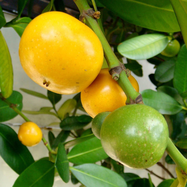 Fukugi Tree Fruit Plant (Garcinia subelliptica) – veliyathgardens