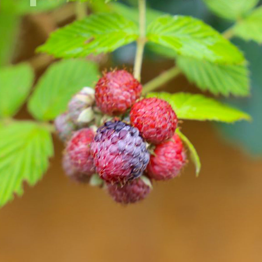 Mysore Raspberry Fruit Plant (Rubus Niveus ) – veliyathgardens