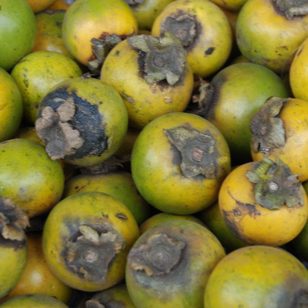 Gab Fruit Plant (Diospyros malabarica) – veliyathgardens