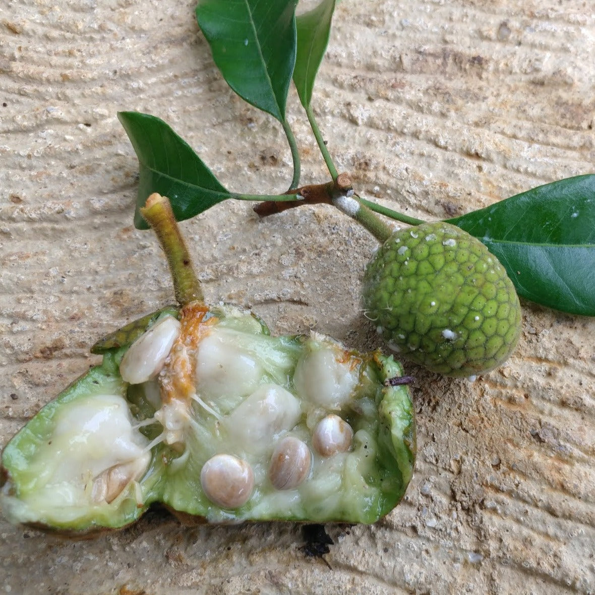 Pudau Fruit Plant (Artocarpus kemando) – veliyathgardens