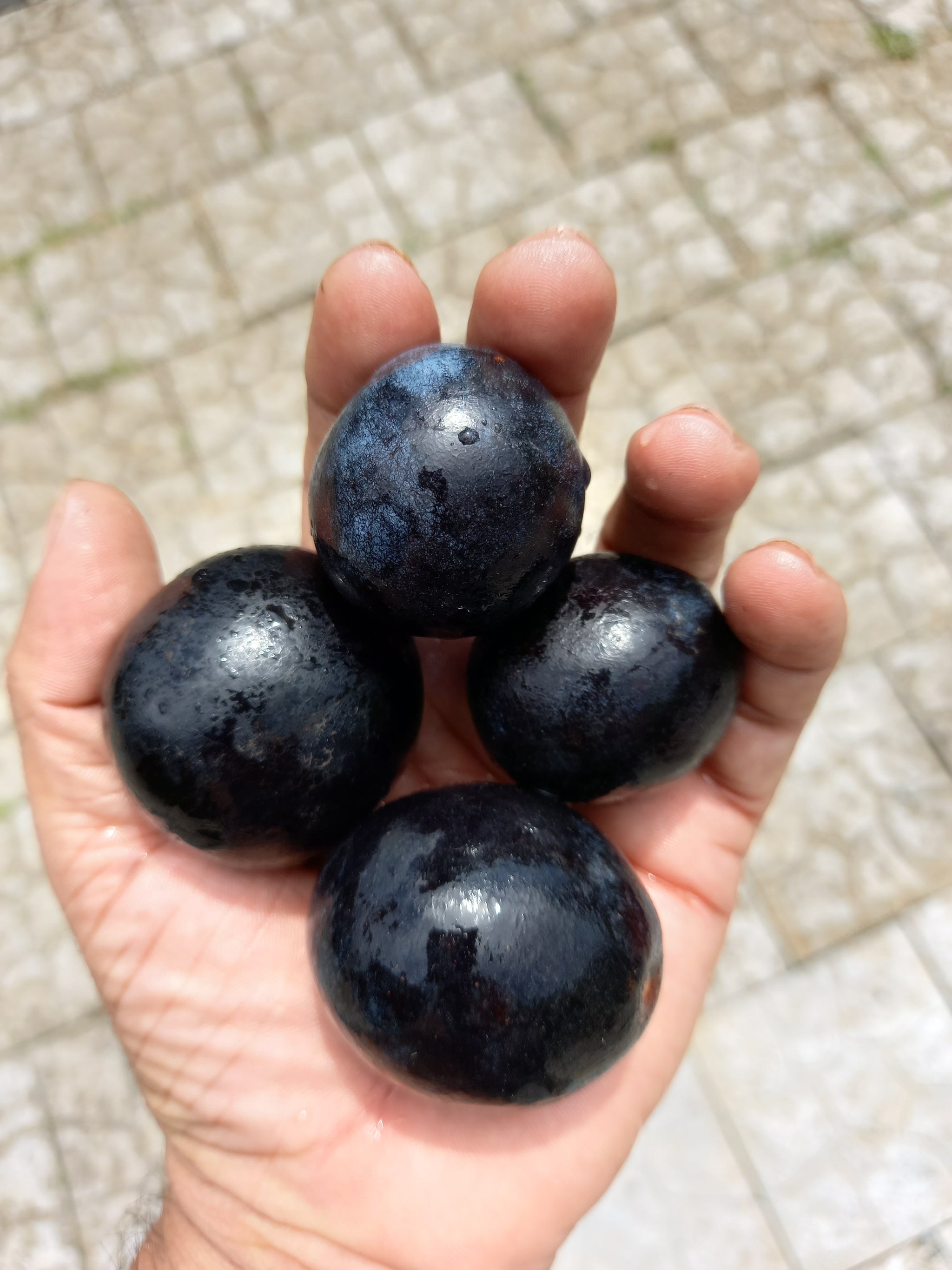 Davidson's Plum Fruit Plants (Davidsonia Pruriens) – veliyathgardens
