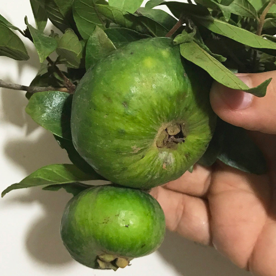 Limao Fruit Plant (Campomanesia hirsuta) – veliyathgardens