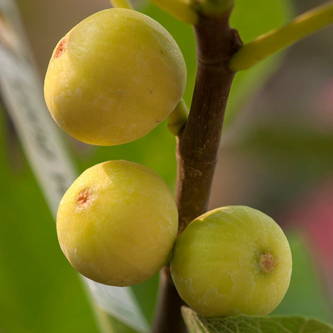 Yellow Turkey Fig Fruit Plant (Ficus carica 'Yellow Turkey ...