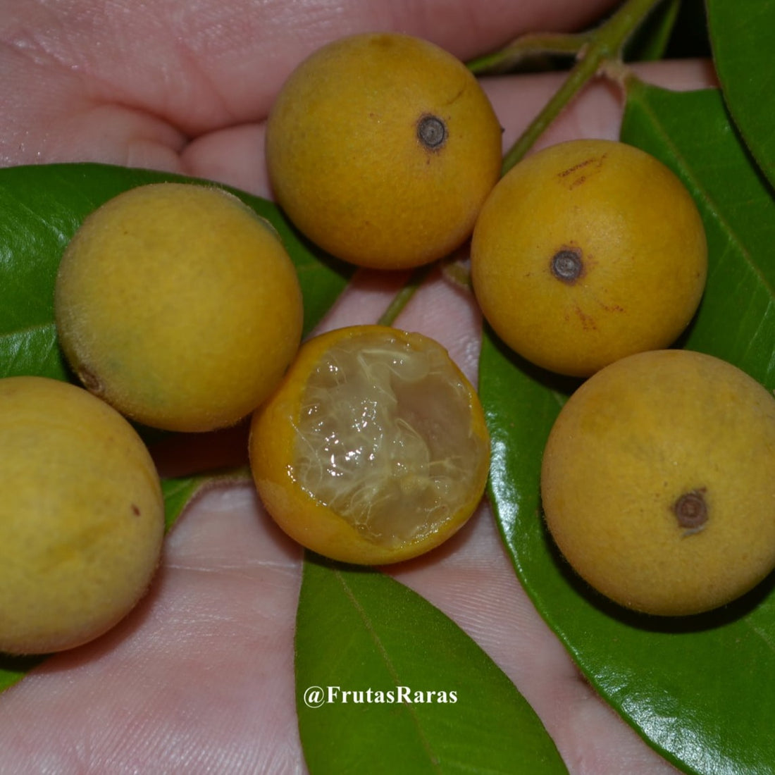 Yellow Jaboticaba Fruit Plants (Myrciaria Glazioviana) – veliyathgardens