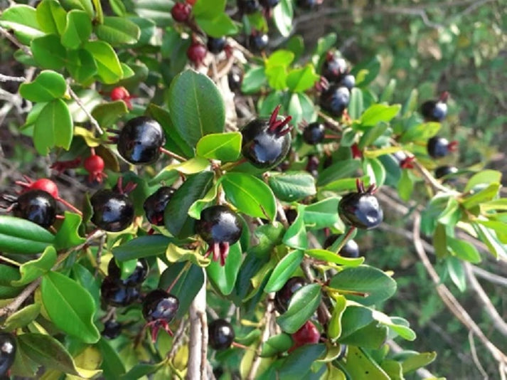 Ligustrina Cherry Live plant (Eugenia ligustrina) – veliyathgardens