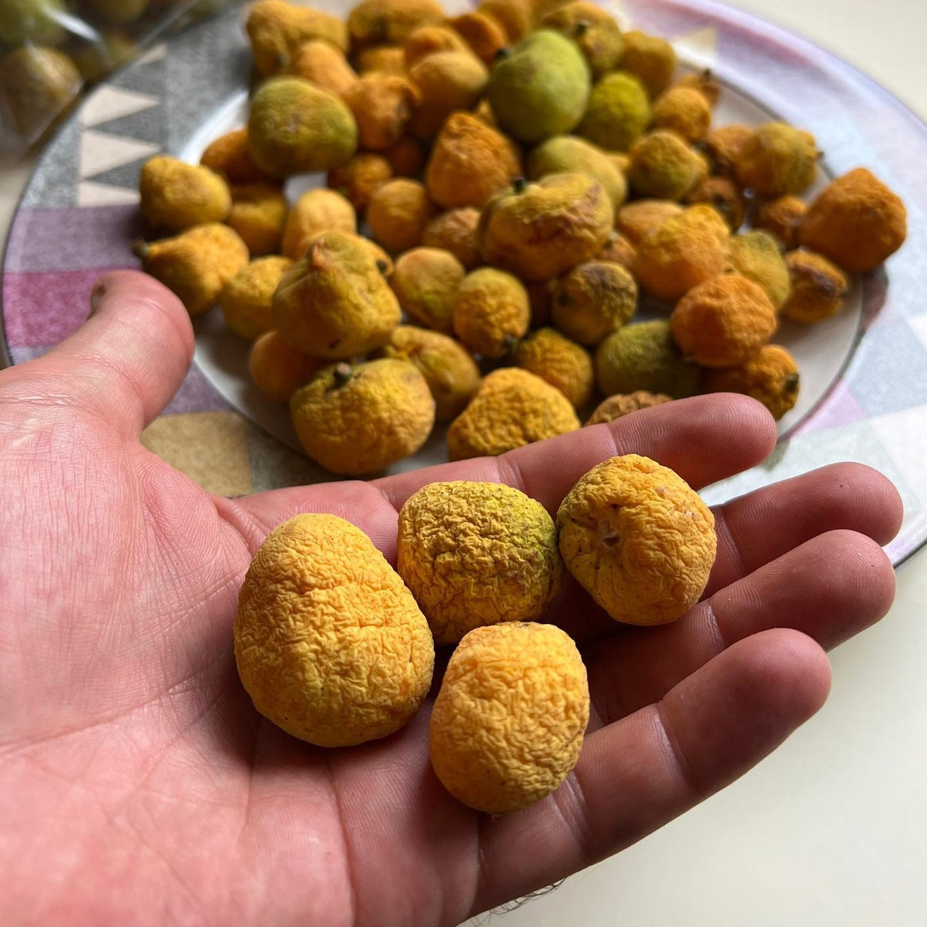 Kwai Muk Fruit Plant (Artocarpus hypargyreus) – veliyathgardens