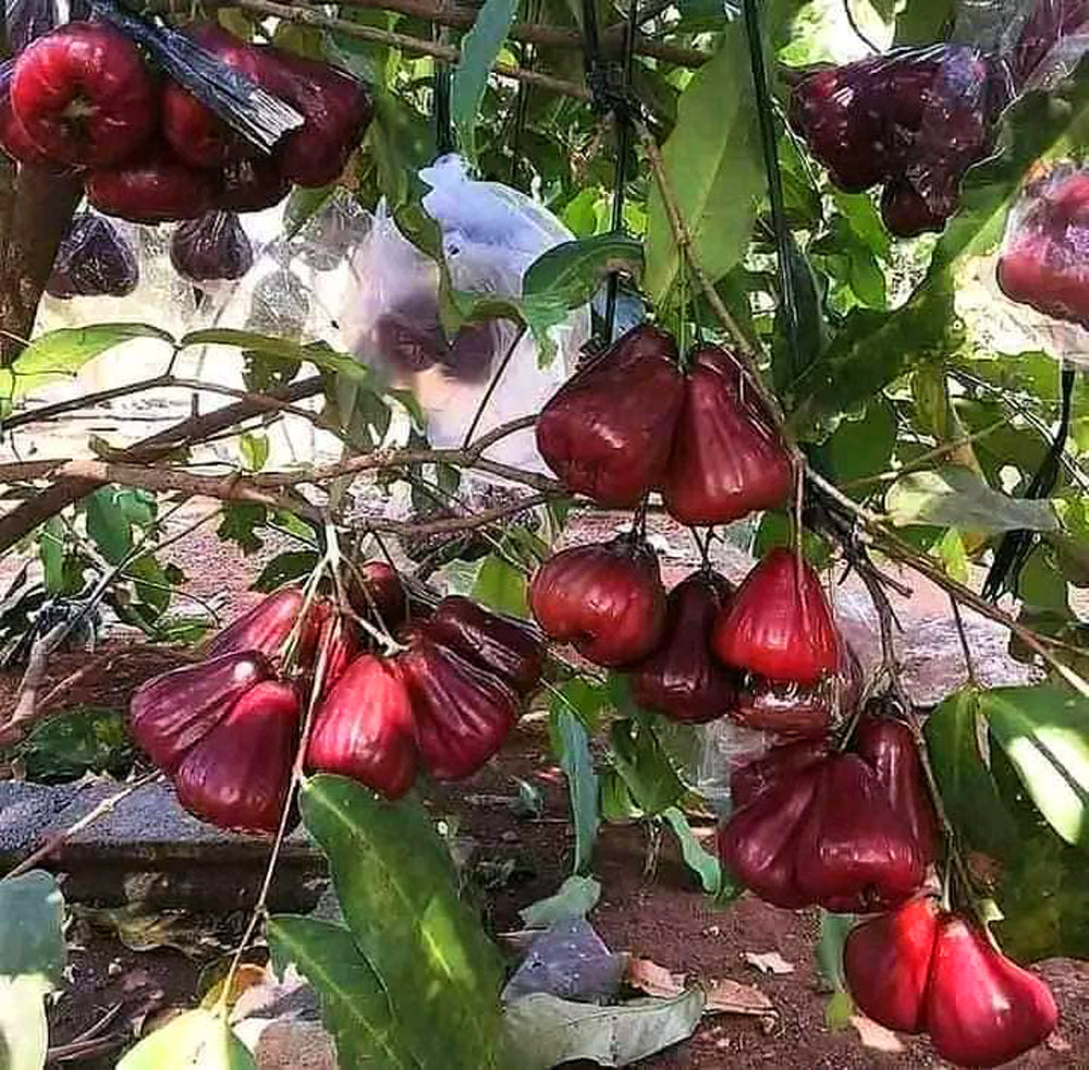 Dalhari Chamba Live plant (Syzygium Samarangense) – veliyathgardens